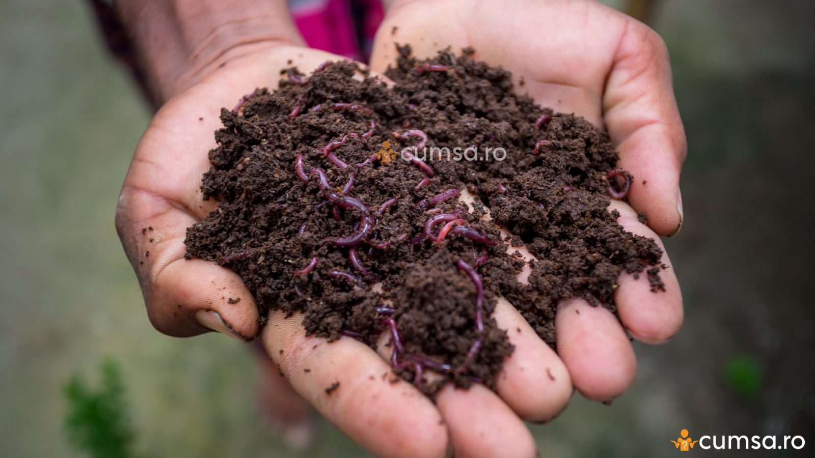 Cum sa faci vermicompost. Ingrasamant natural cu ajutorul ramelor ...