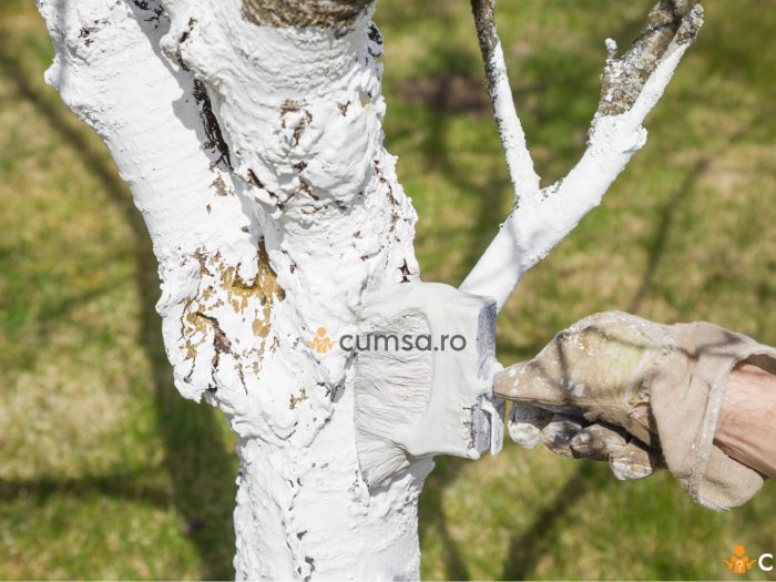 Schema tratamente pomi fructiferi. Cum sa aplici stropirile si ce ...