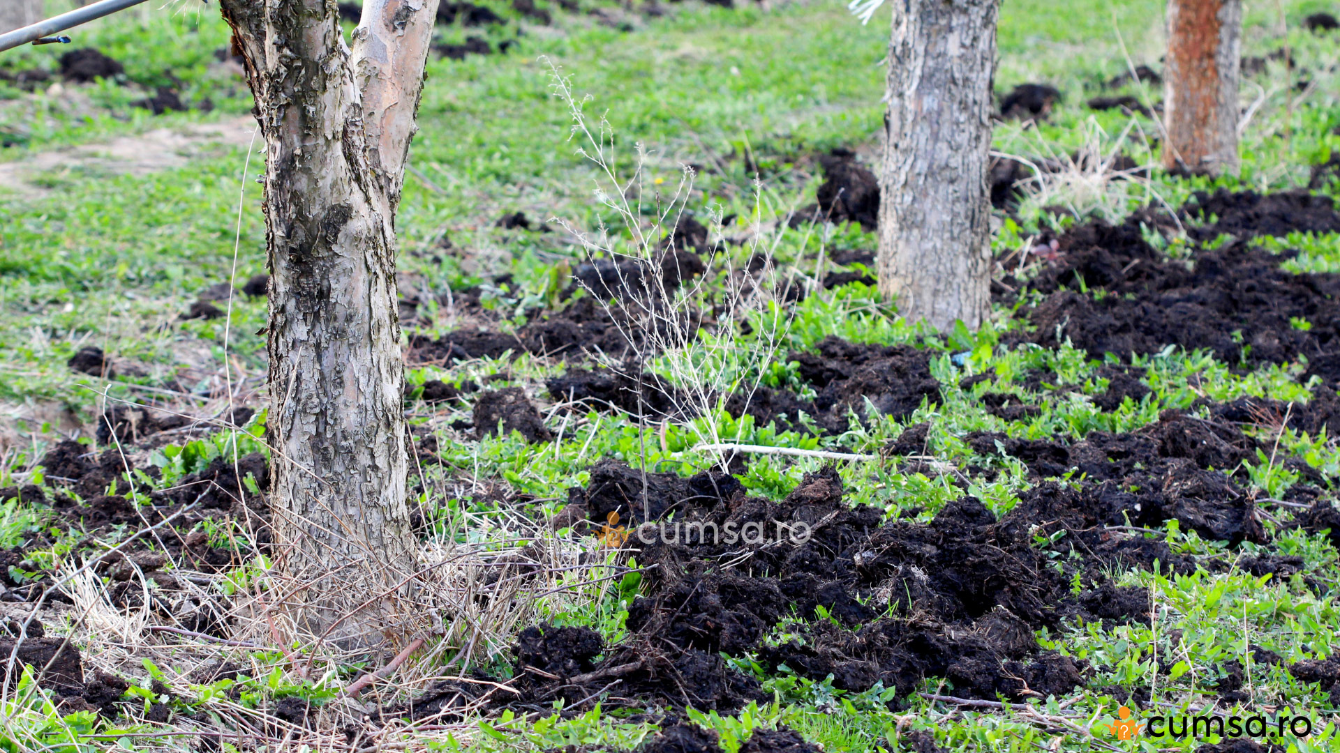 Fertilizare pomi fructiferi. Cum sa o faci si ce ingrasamant sa ...
