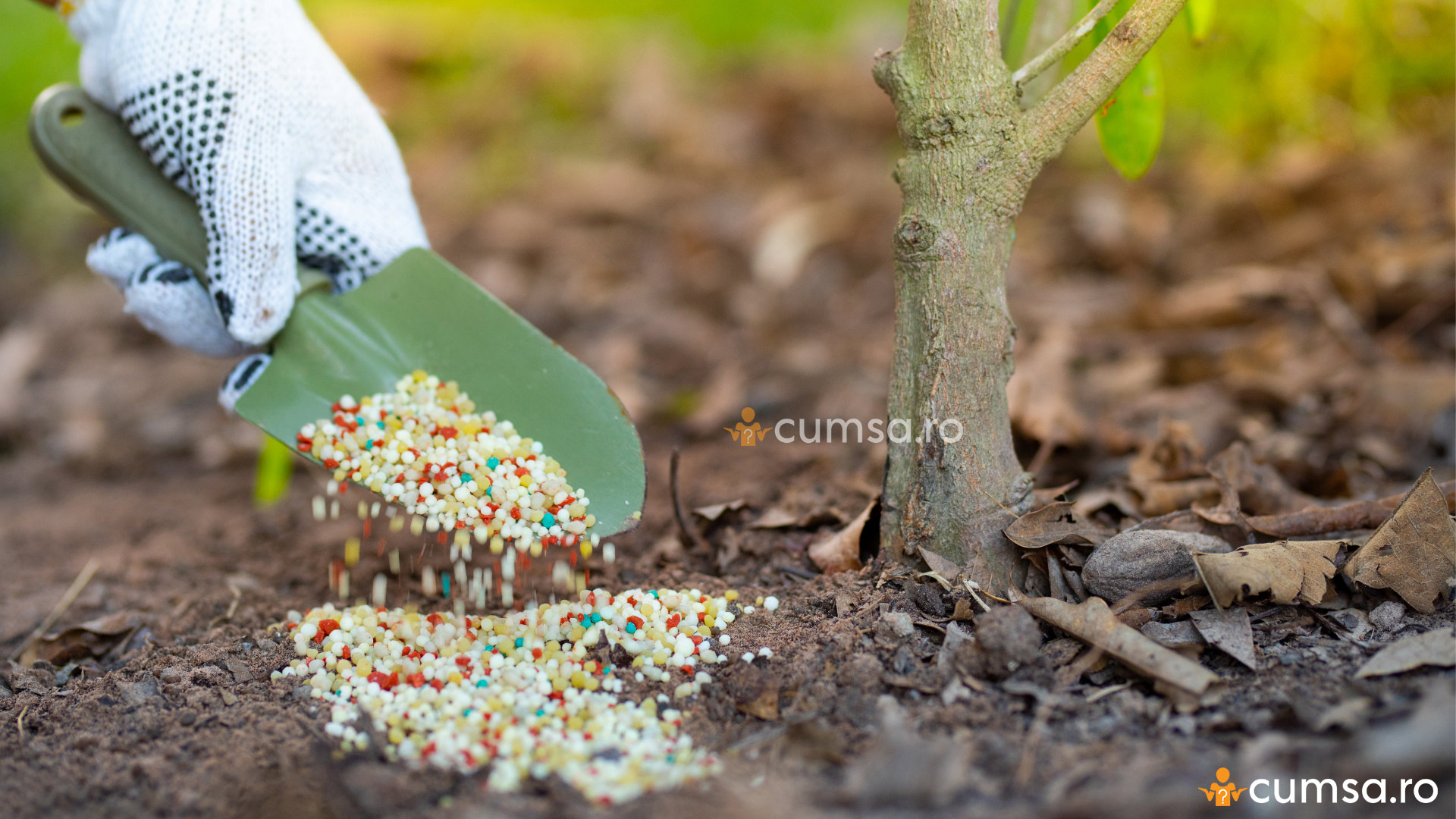 Fertilizare pomi fructiferi. Cum sa o faci si ce ingrasamant sa folosesti - cumsa.ro