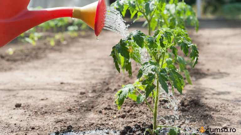 Ingrasamant natural pentru rosii, cu drojdie. Cum sa fertilizezi ...