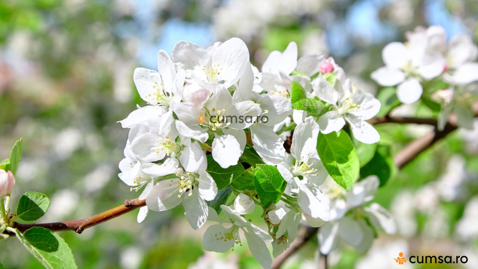 Calendar stropiri mar. Cum sa tratezi acesti pomi fructiferi - cumsa.ro