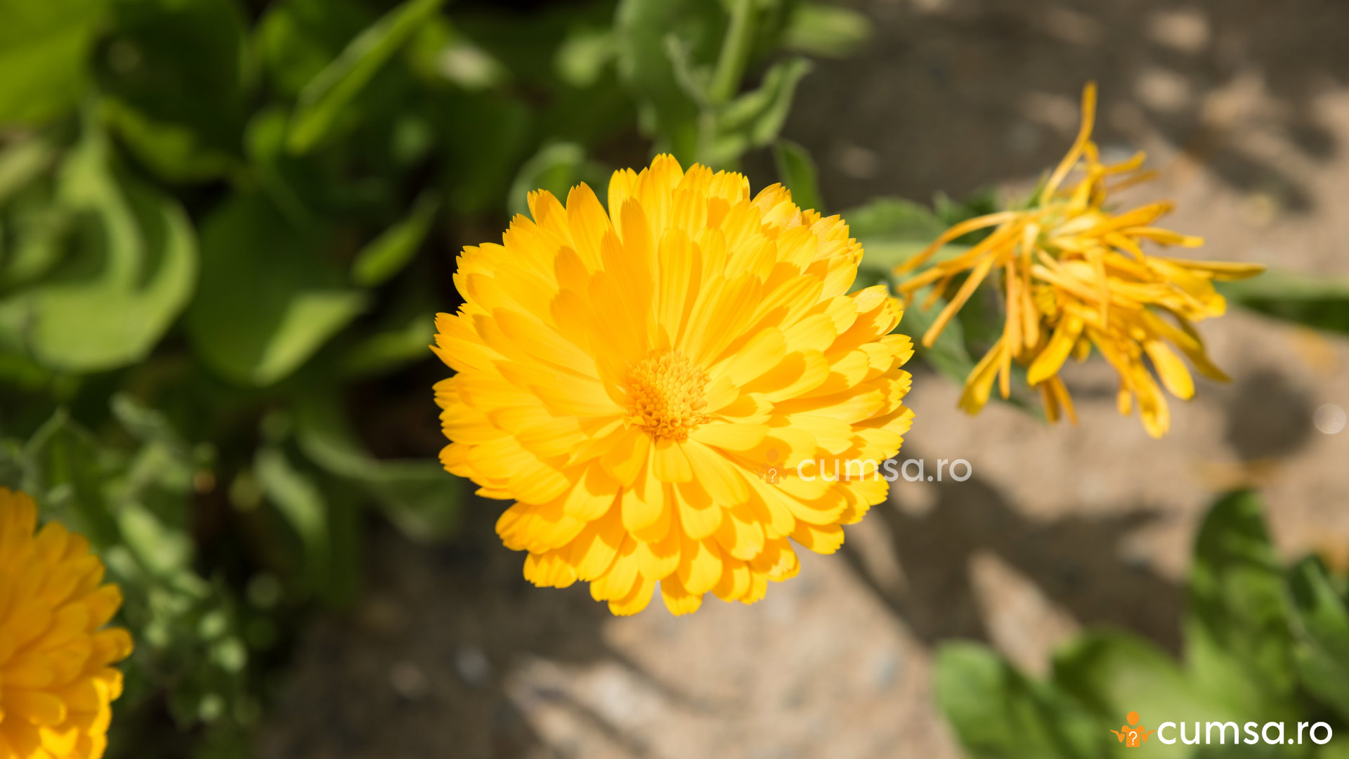 Tratamente bio la legume. Cum sa prepari insecticide naturale pentru ...