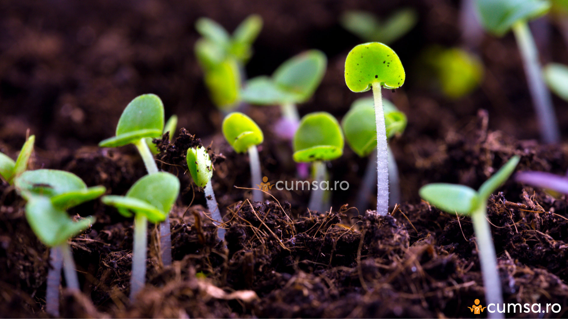 Germinatia semintelor de legume. Cum sa le testezi inainte de plantare ...