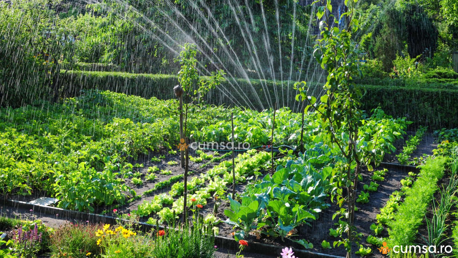 Calendar agricol. Cum sa ai grija de gradina ta de legume in fiecare ...