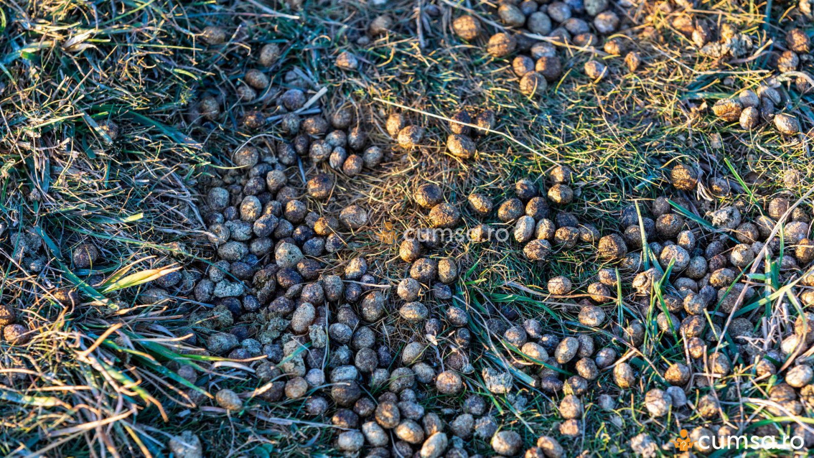 Ingrasamant organic din balegar. Cum sa il folosesti in mod corect, in ...