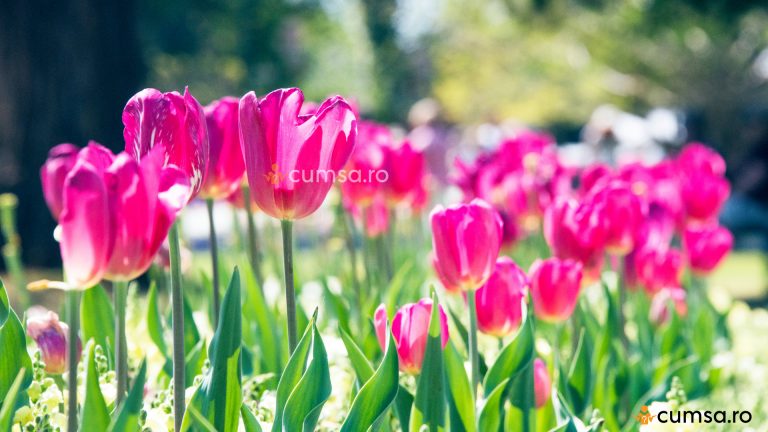 Cum sa plantezi lalelele primavara. Ghid complet - cumsa.ro