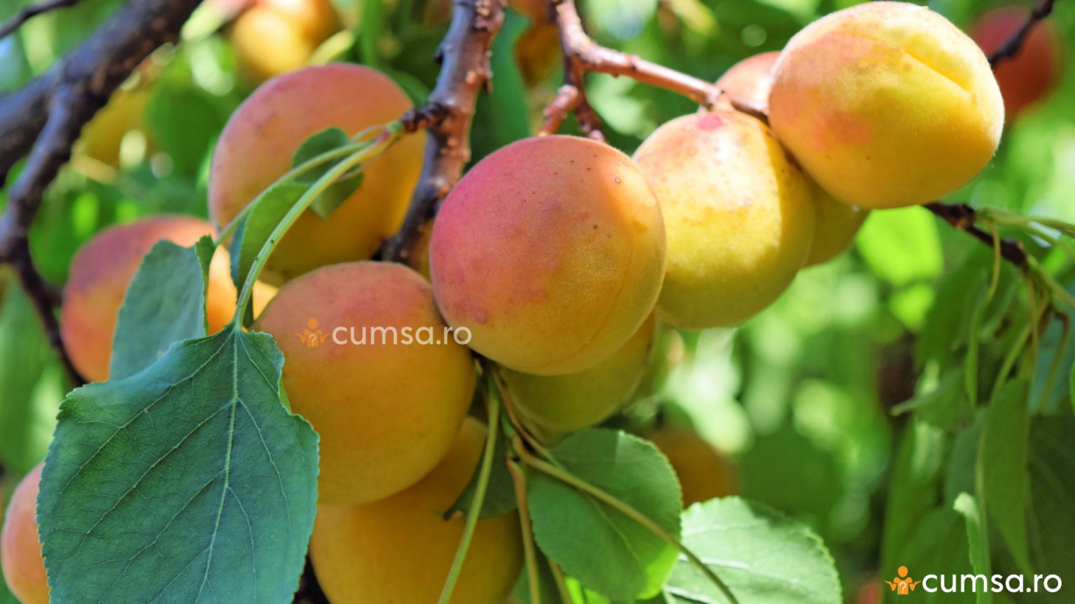 Cultivare fructe, legume sau pomi fructiferi pe suprafete mici. Cum sa ...