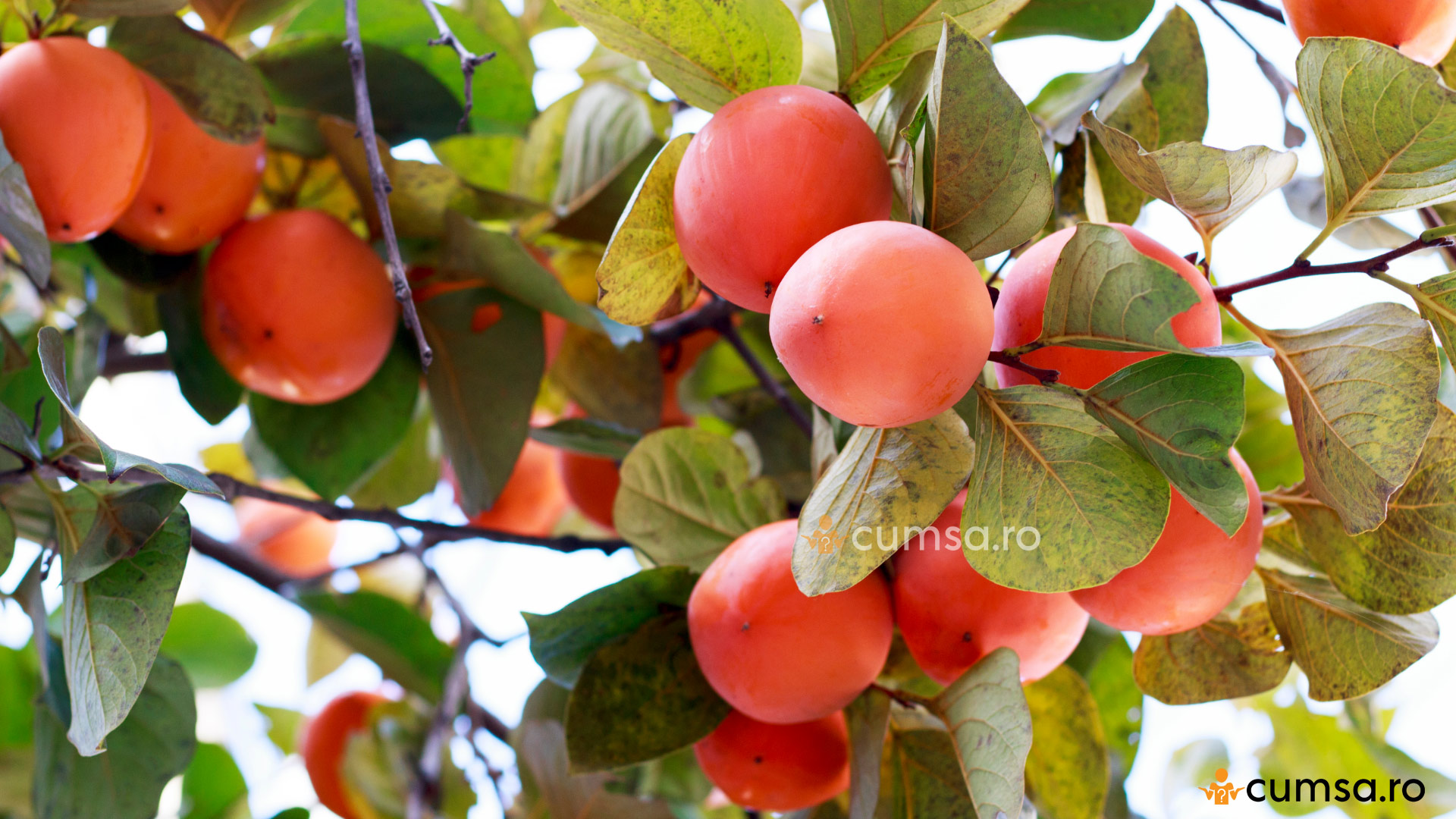 Cum sa mananci kaki. Care sunt beneficiile acestui fruct - cumsa.ro