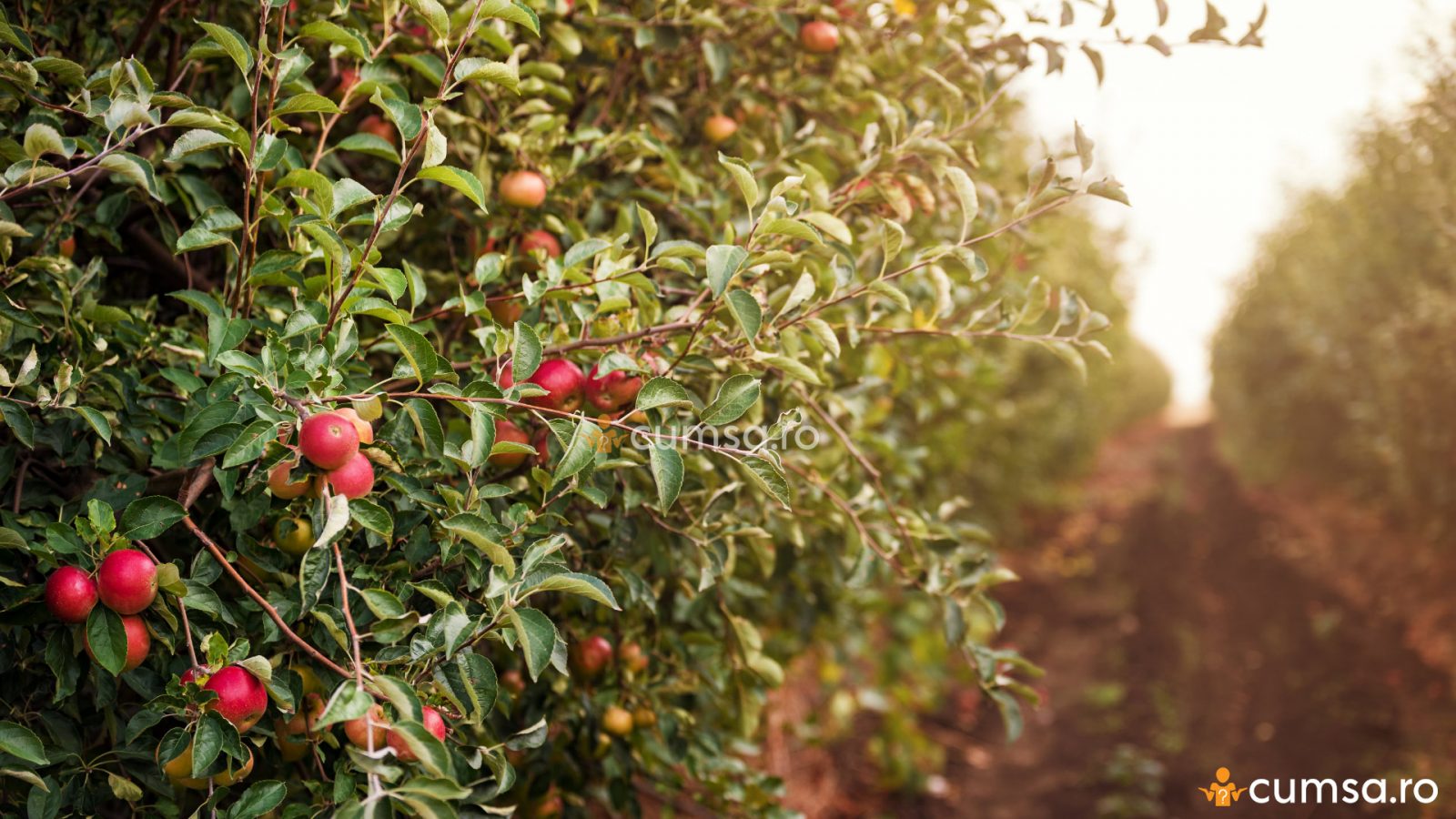 Calendar stropiri pomi fructiferi. Cum sa faci tratamentele in mod ...