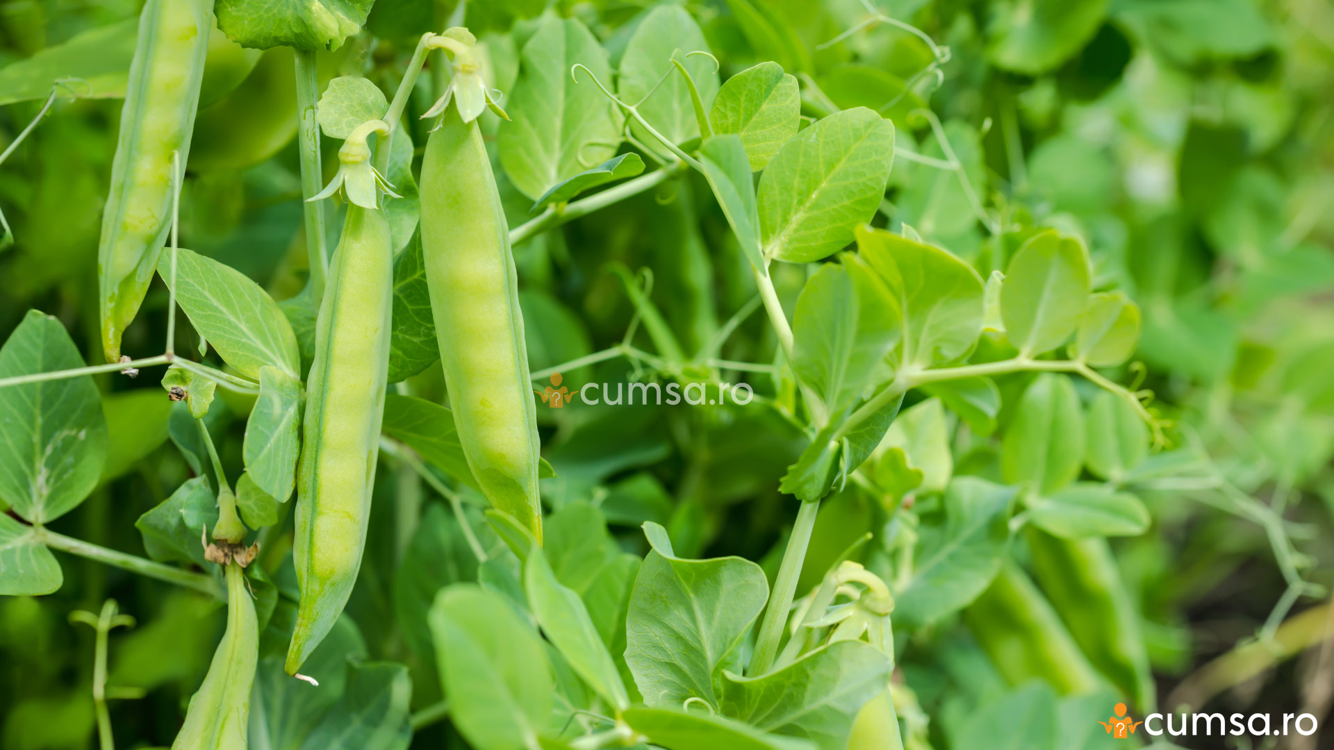 Cum sa plantezi mazare in gradina de acasa - cumsa.ro