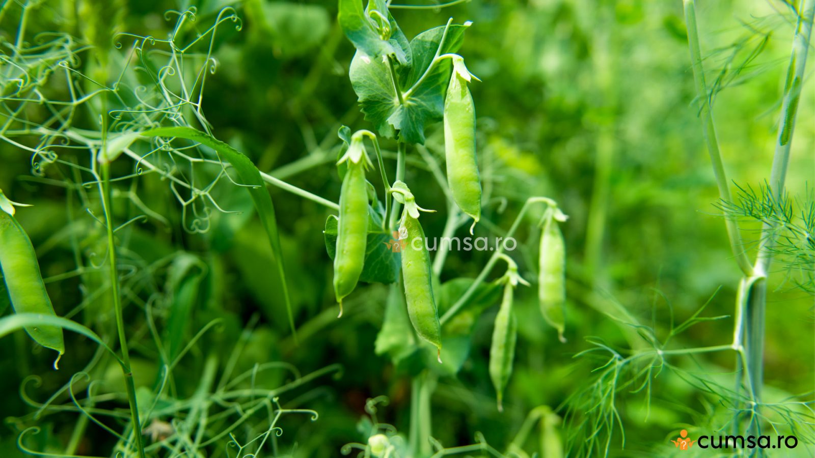 Cum sa plantezi mazare in gradina de acasa - cumsa.ro