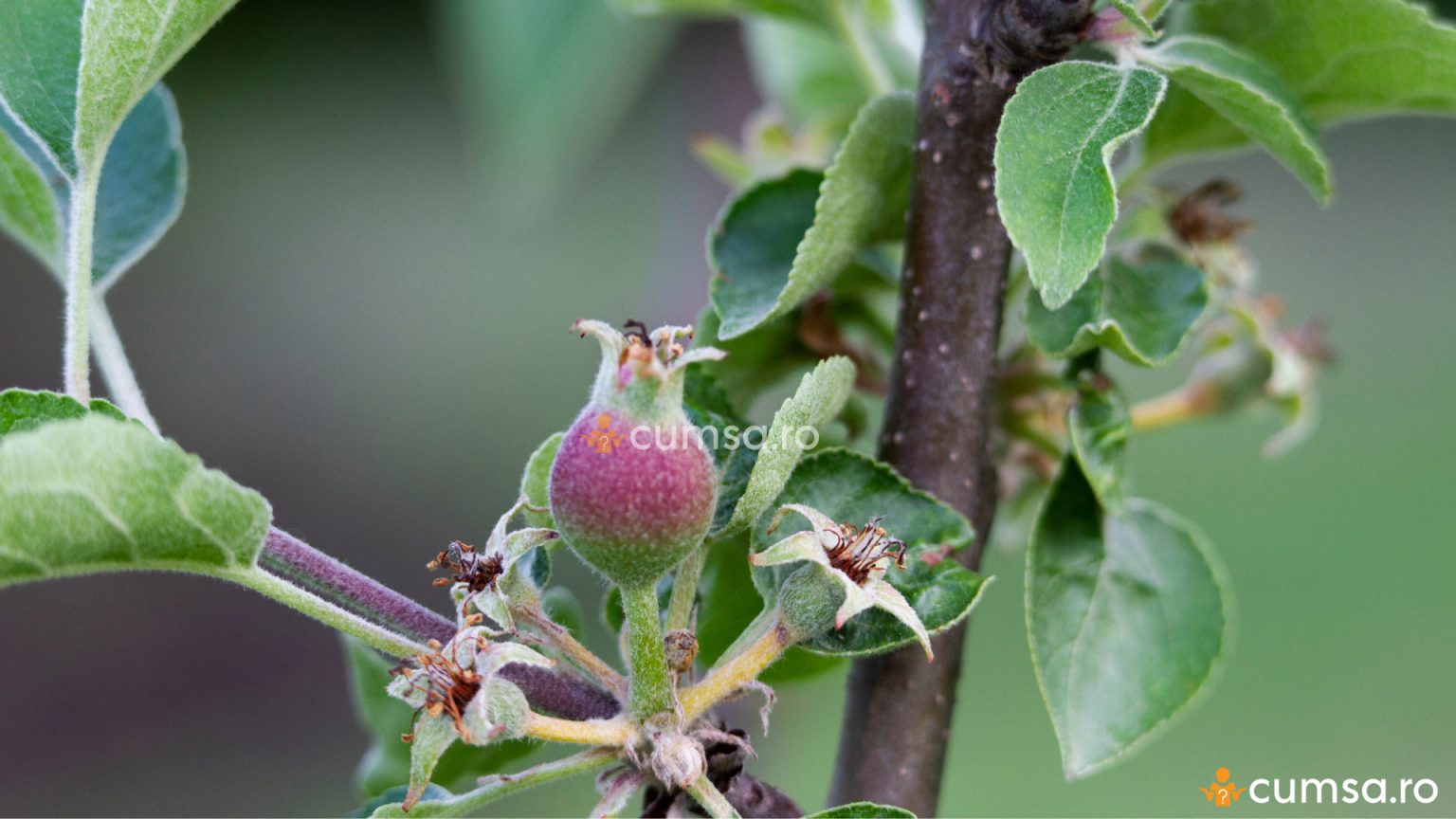 Calendar stropiri mar. Cum sa tratezi acesti pomi fructiferi - cumsa.ro