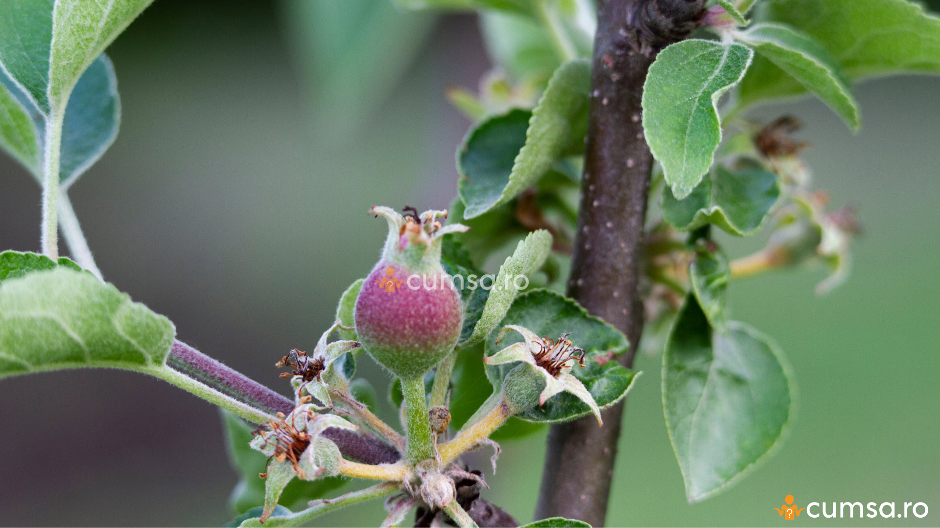 Calendar stropiri mar. Cum sa tratezi acesti pomi fructiferi - cumsa.ro