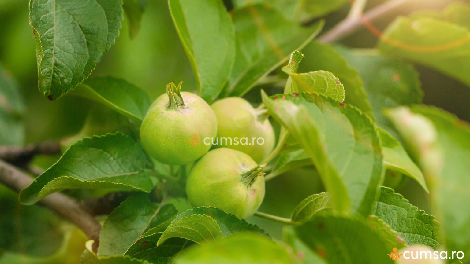 Calendar stropiri mar. Cum sa tratezi acesti pomi fructiferi - cumsa.ro