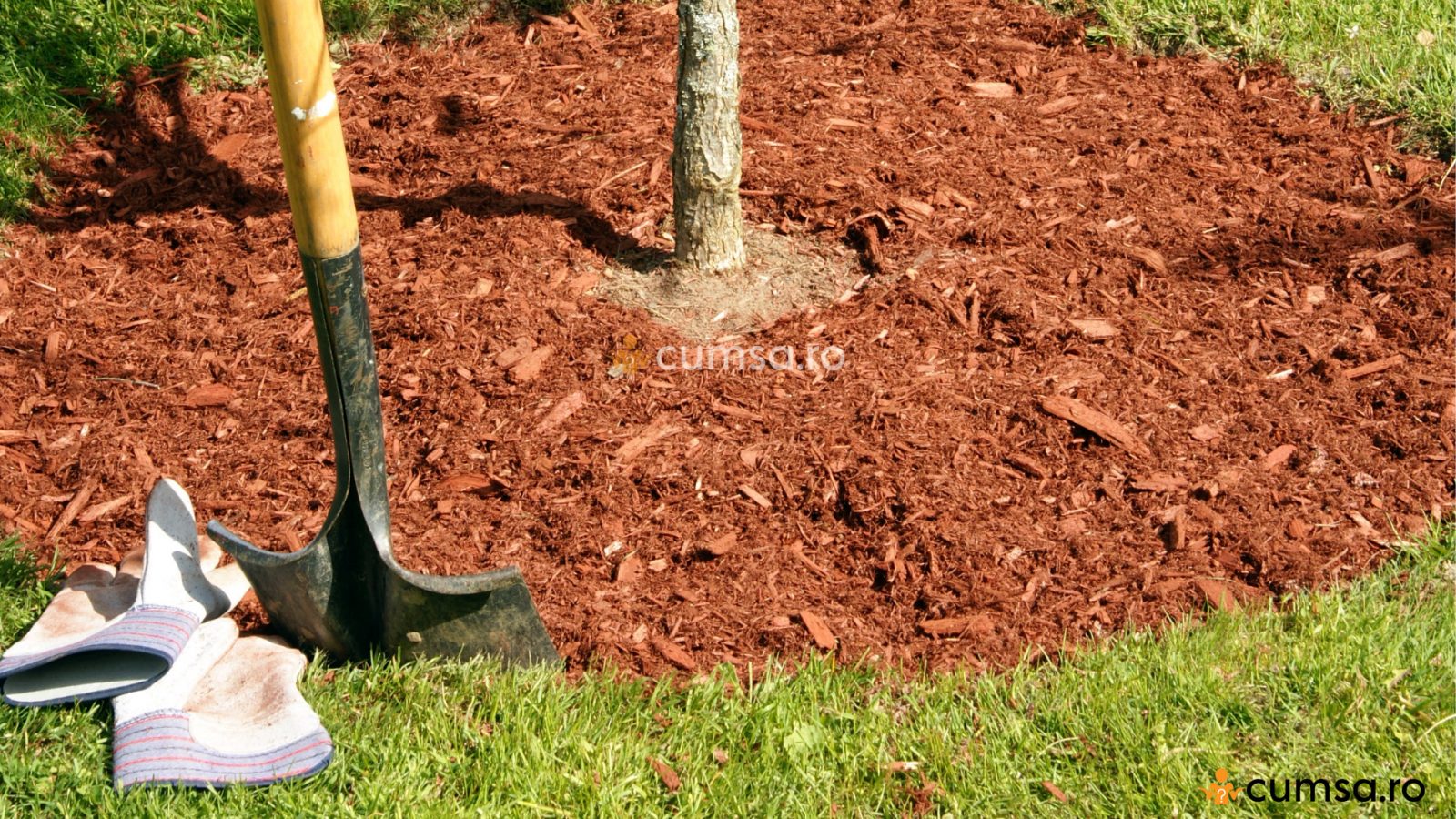 Cum sa plantezi pomi fructiferi. Metode ca acestia sa se prinda! - cumsa.ro