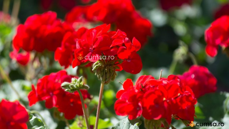 Cum sa obtii rosii mai gustoase cu ajutorul altor plante din gradina ...