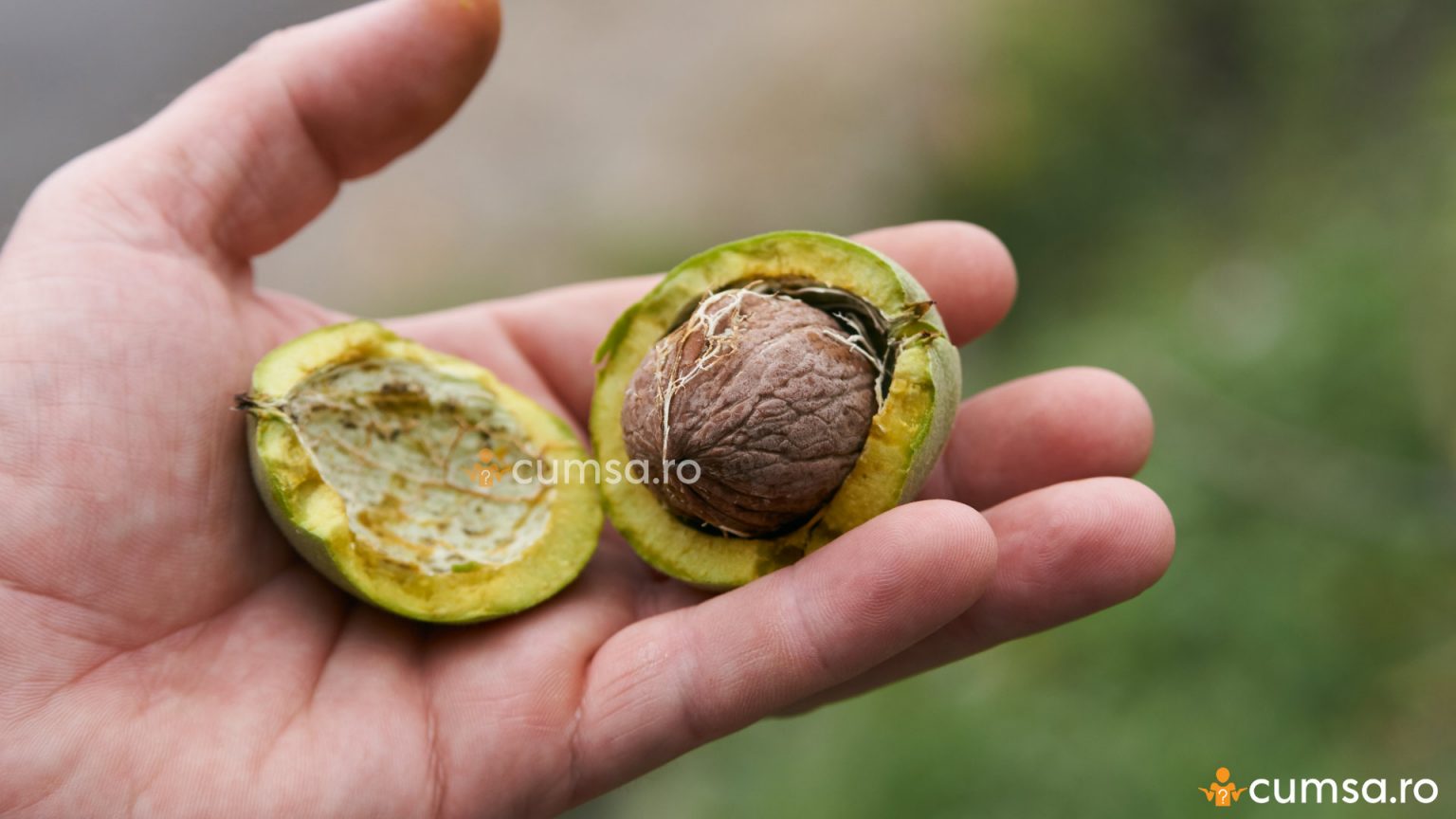 Cum sa plantezi un nuc folosind nuca pe post de samanta - cumsa.ro