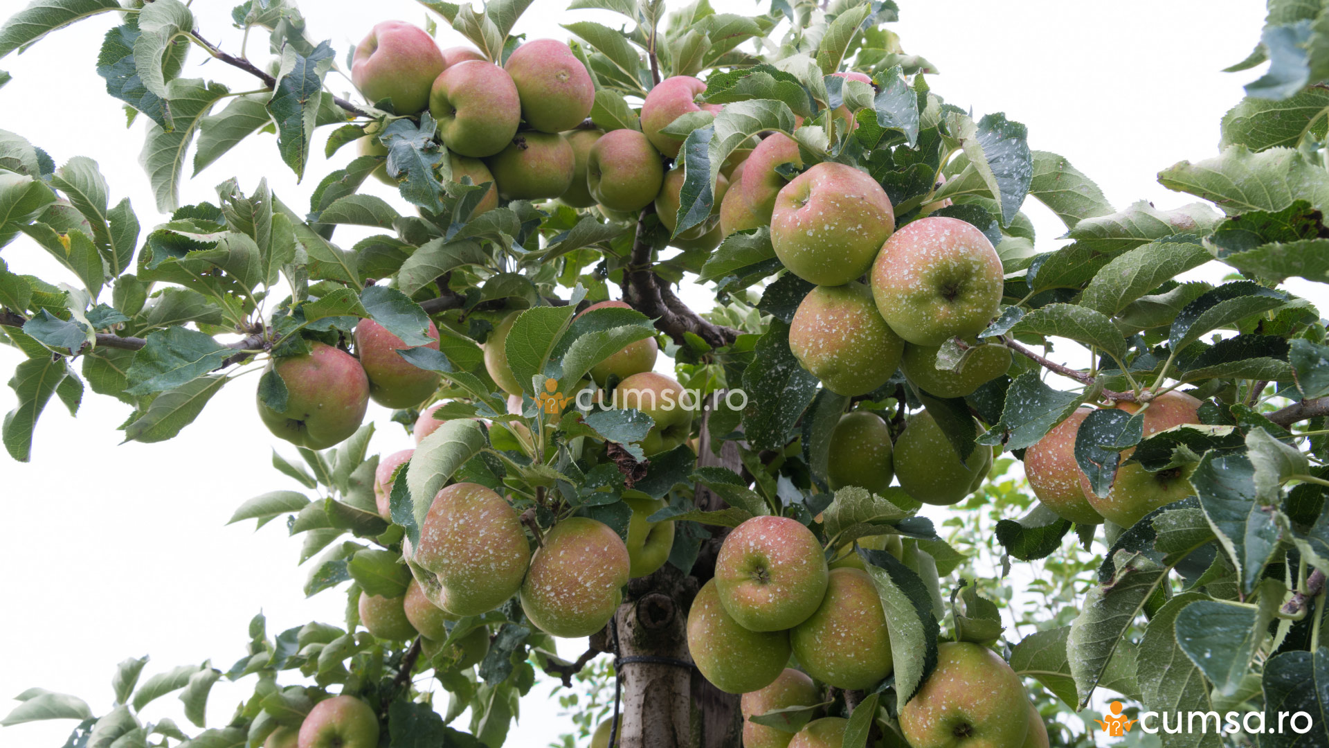 Calendar stropiri mar. Cum sa tratezi acesti pomi fructiferi - cumsa.ro