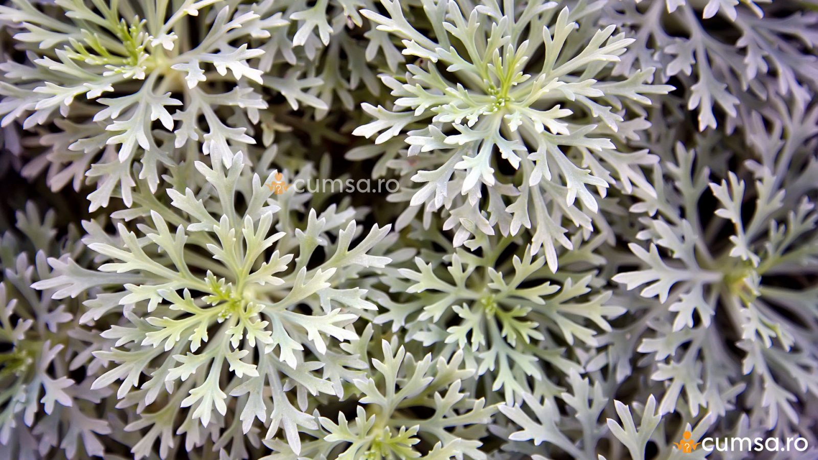 Tratamente bio la legume. Cum sa prepari insecticide naturale pentru ...