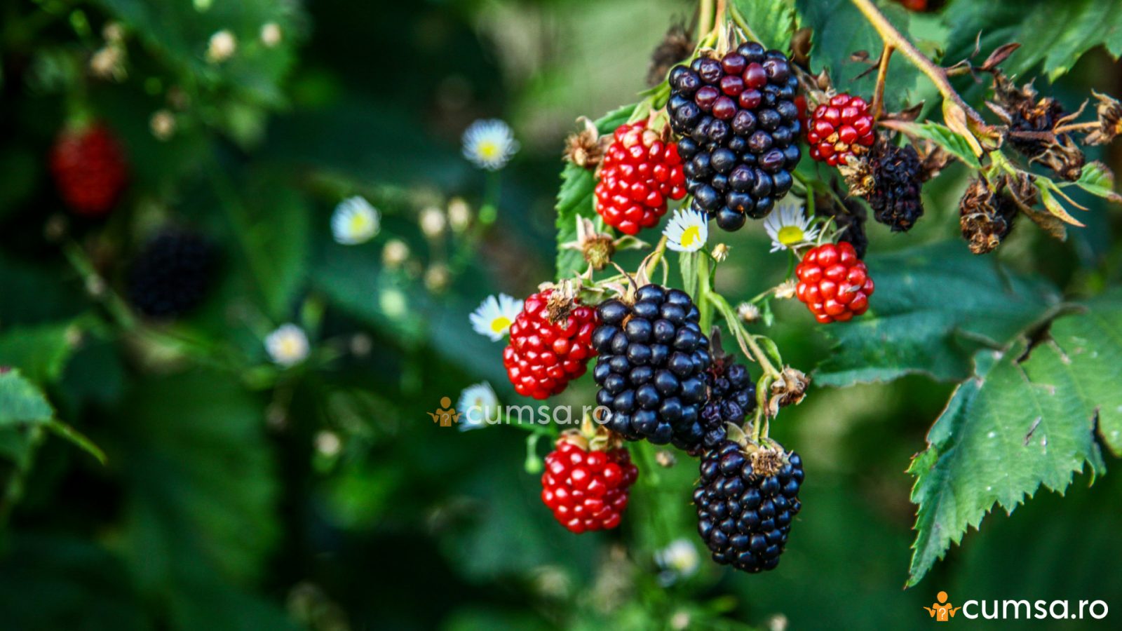 Cultivare fructe, legume sau pomi fructiferi pe suprafete mici. Cum sa ...