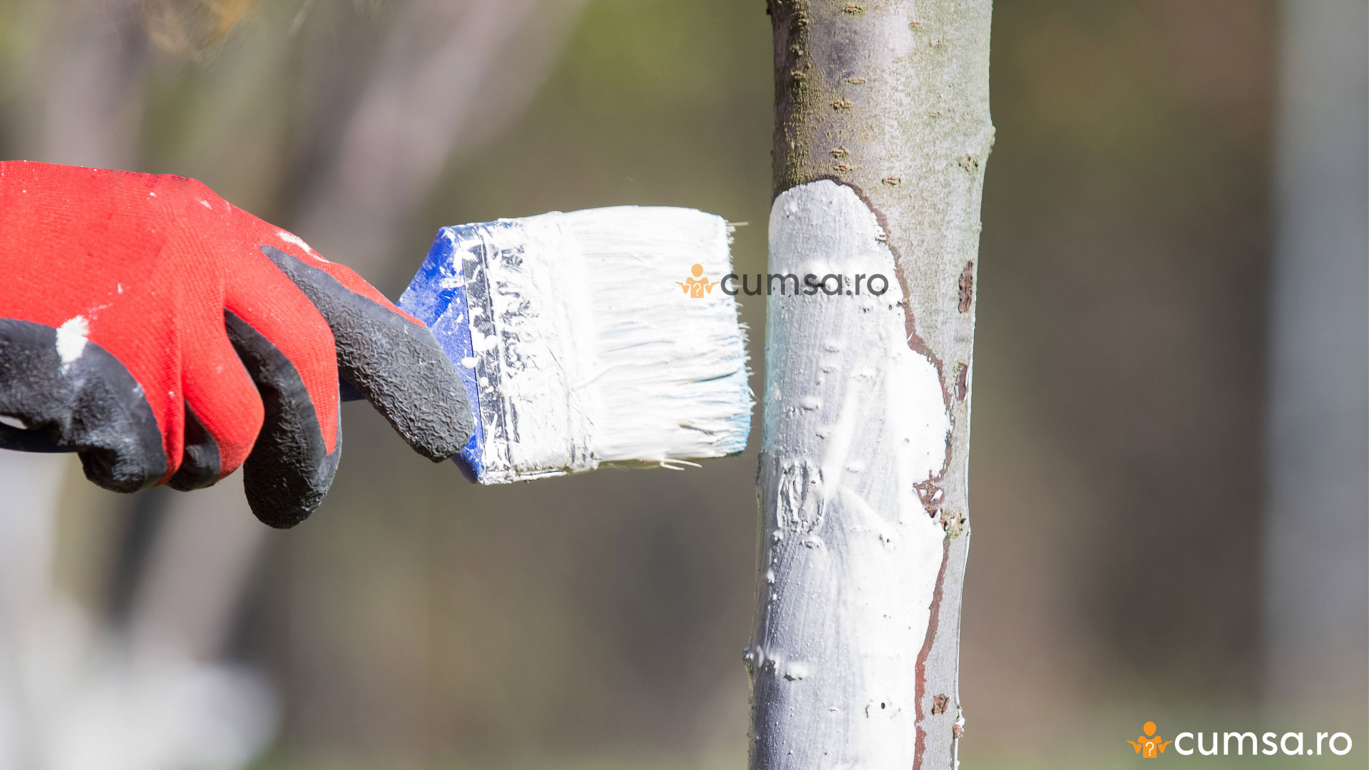 Cum sa varuiesti pomii fructiferi in mod corect - cumsa.ro