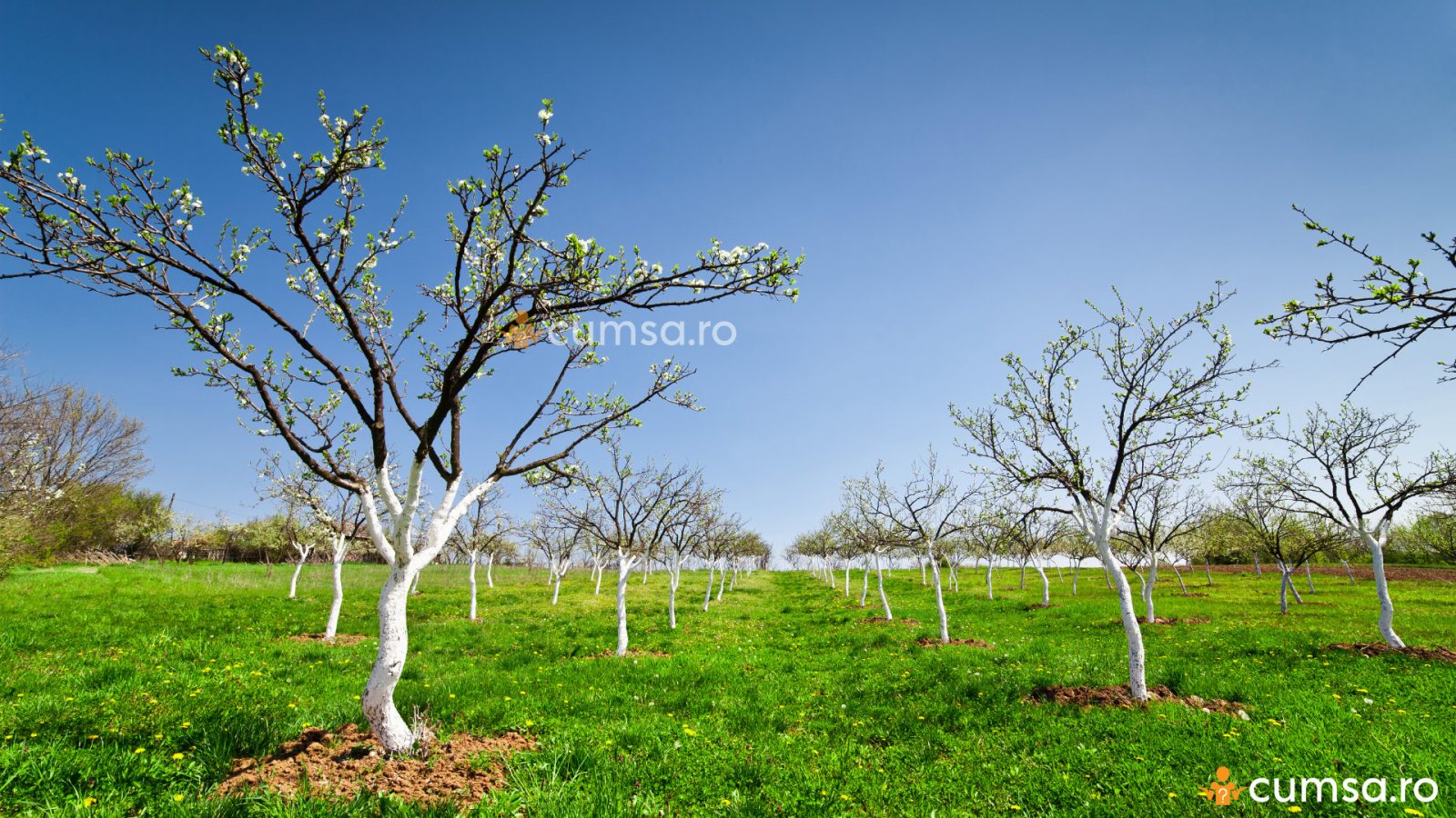 Cum sa alegi pomii fructiferi. Cei mai rezistenti la frig sau la seceta ...