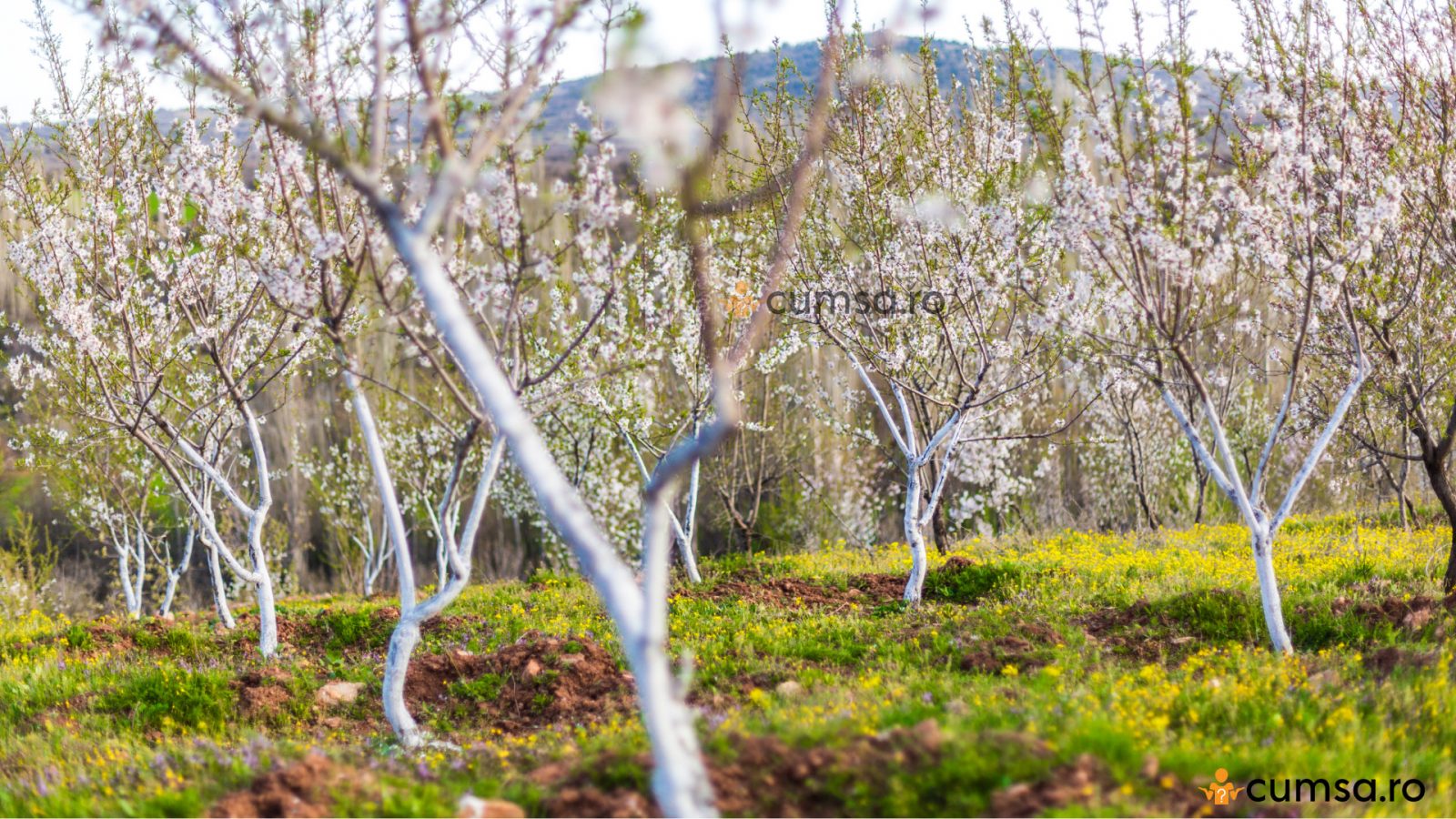 Cum sa varuiesti pomii fructiferi in mod corect - cumsa.ro