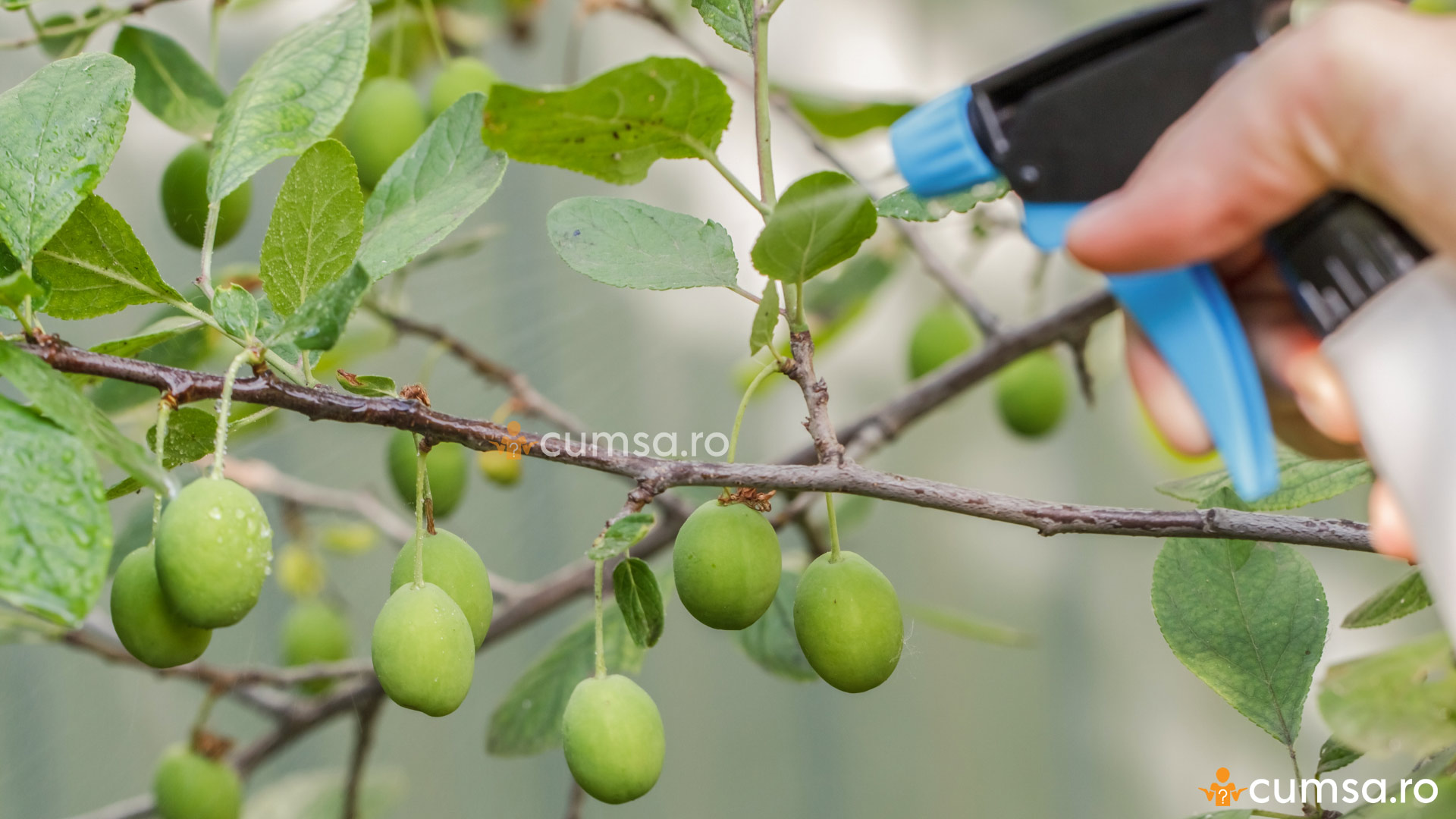 Calendar stropiri prun. Cum sa aplici tratamentele la acest pom ...