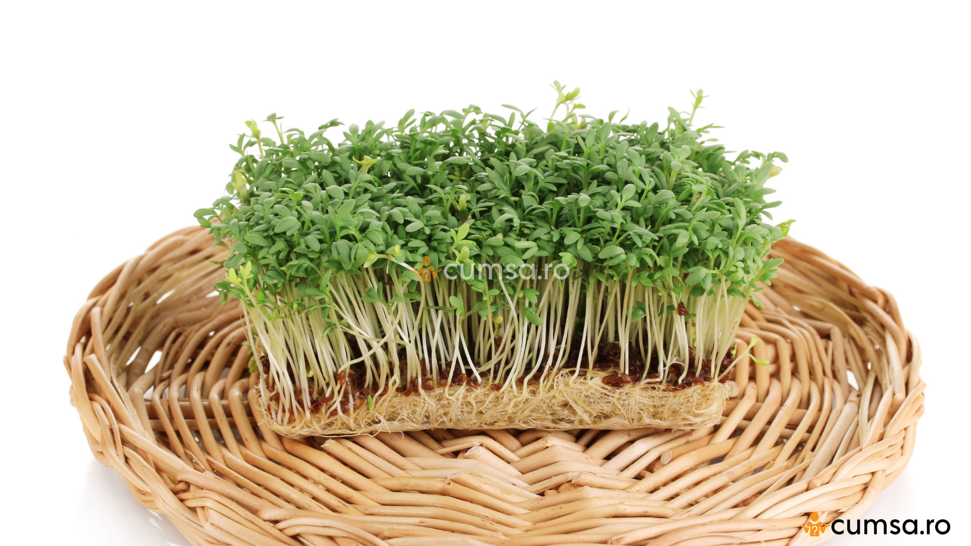 Cum sa cultivi creson chiar in gradina ta - cumsa.ro