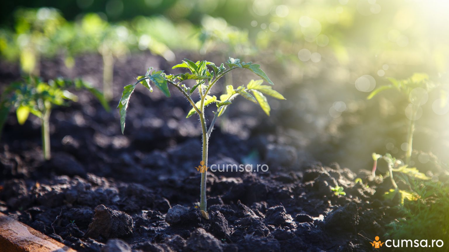 Ingrasamant natural pentru rosii, cu drojdie. Cum sa fertilizezi ...