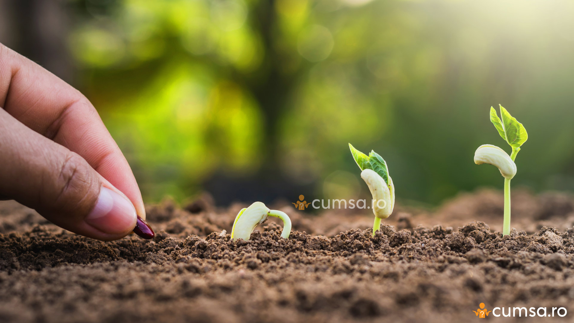 Germinatia semintelor de legume. Cum sa le testezi inainte de plantare ...