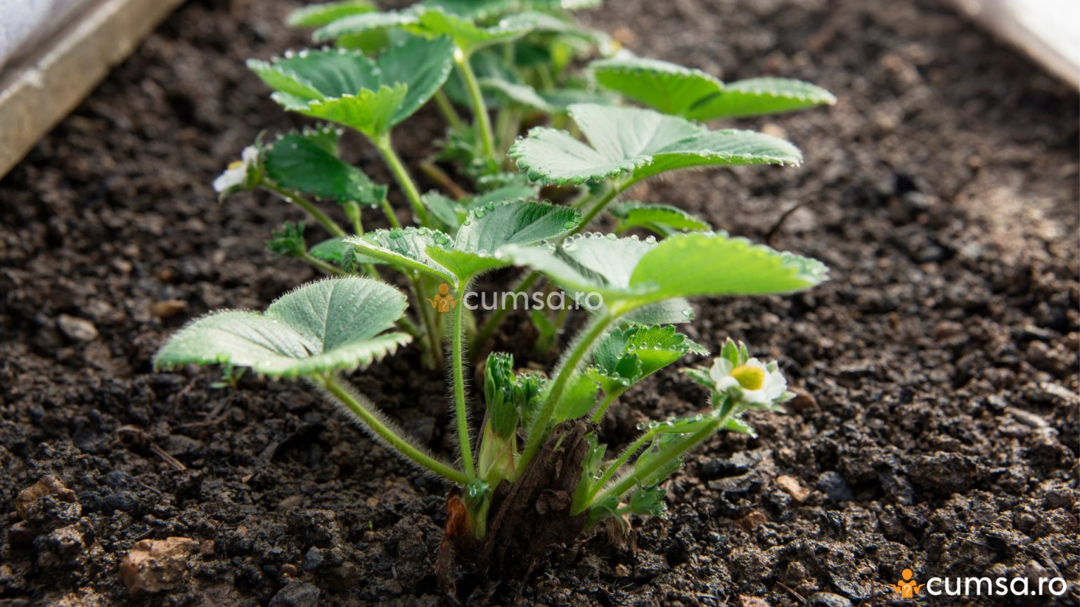 Cultivarea capsunilor. Cum sa o faci si care este cea mai buna perioada ...