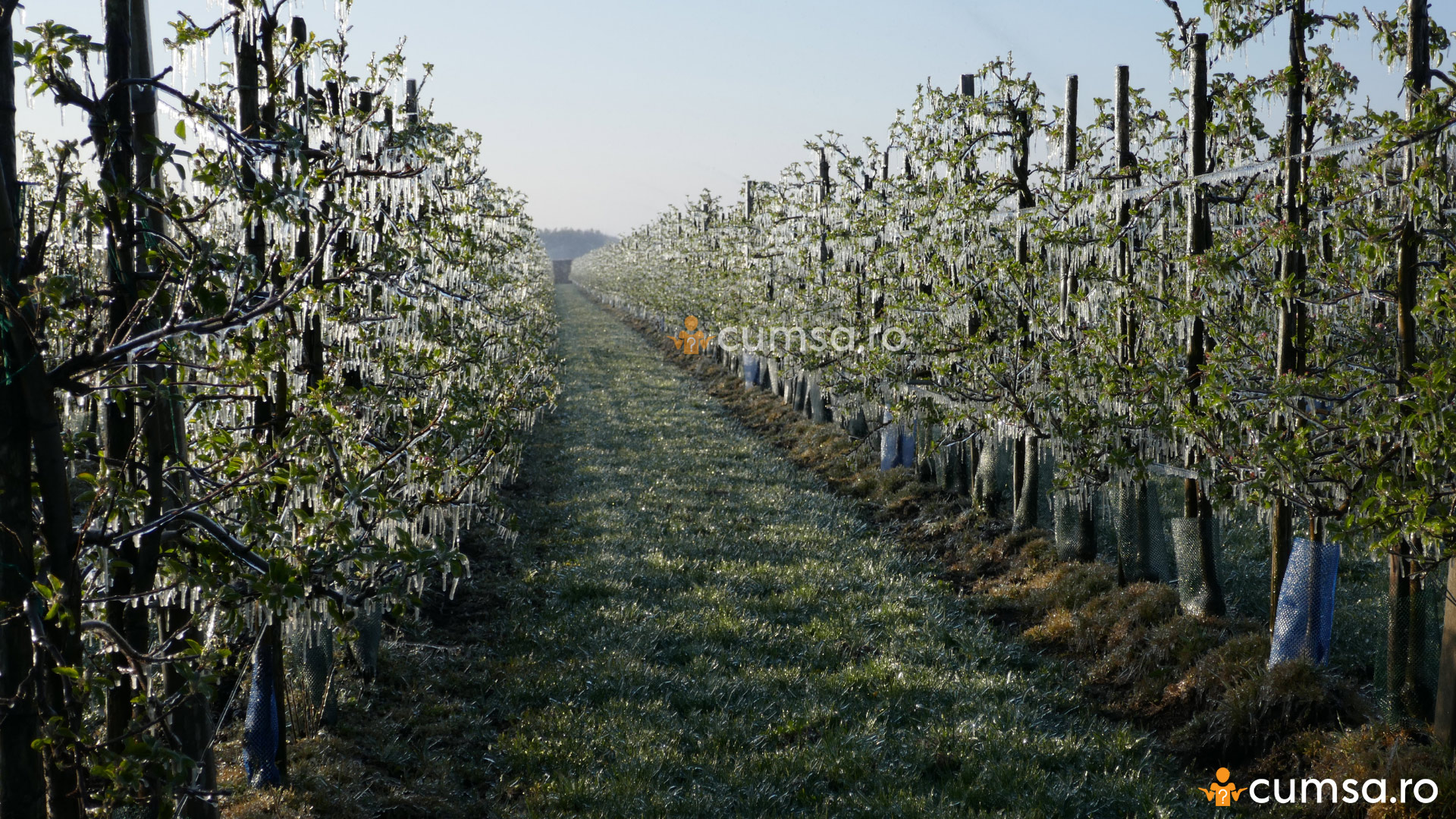 Solutii anti-inghet pomi fructiferi. Cum sa ii protejezi de ger - cumsa.ro