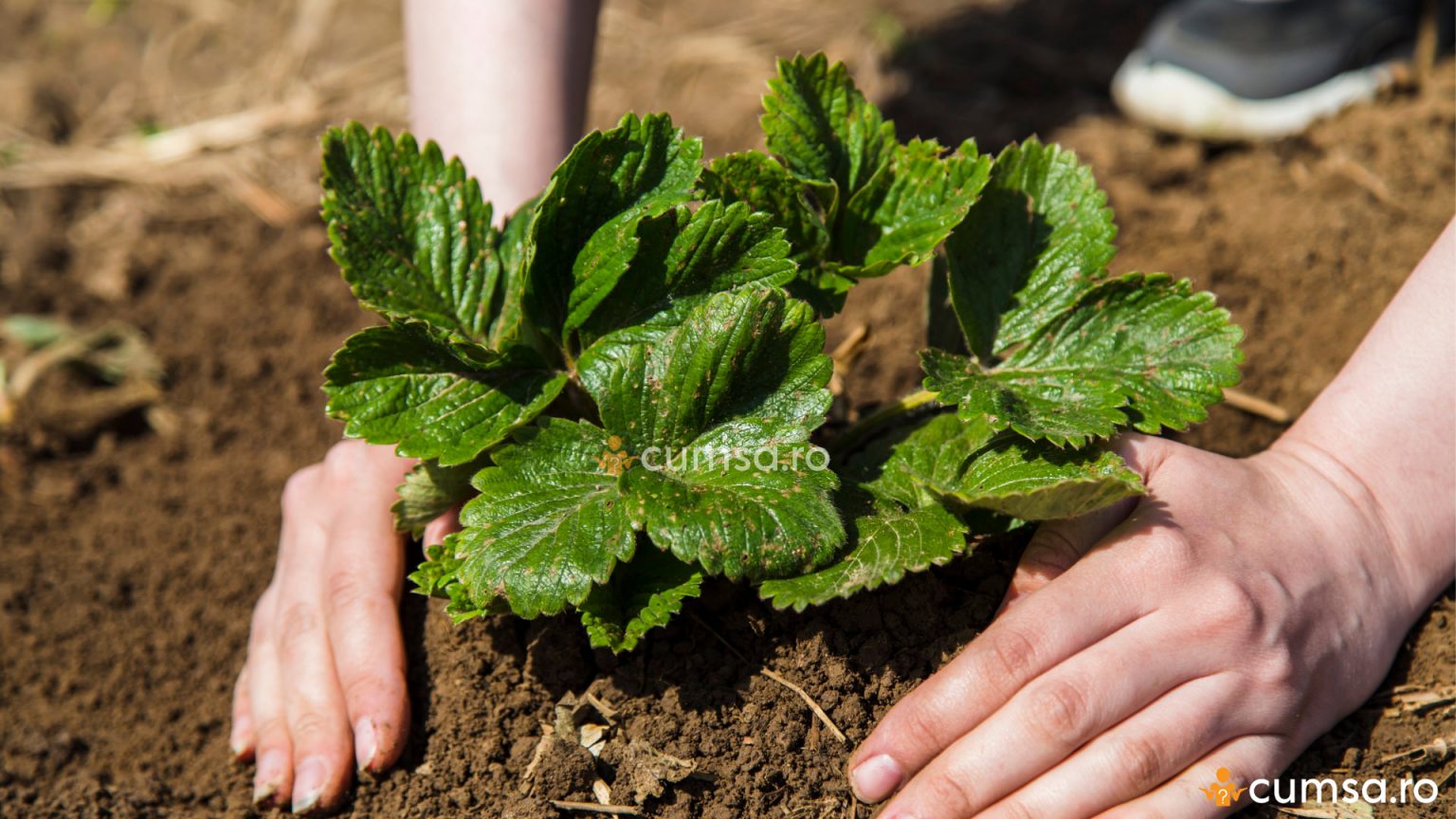 Cultivarea capsunilor. Cum sa o faci si care este cea mai buna perioada ...