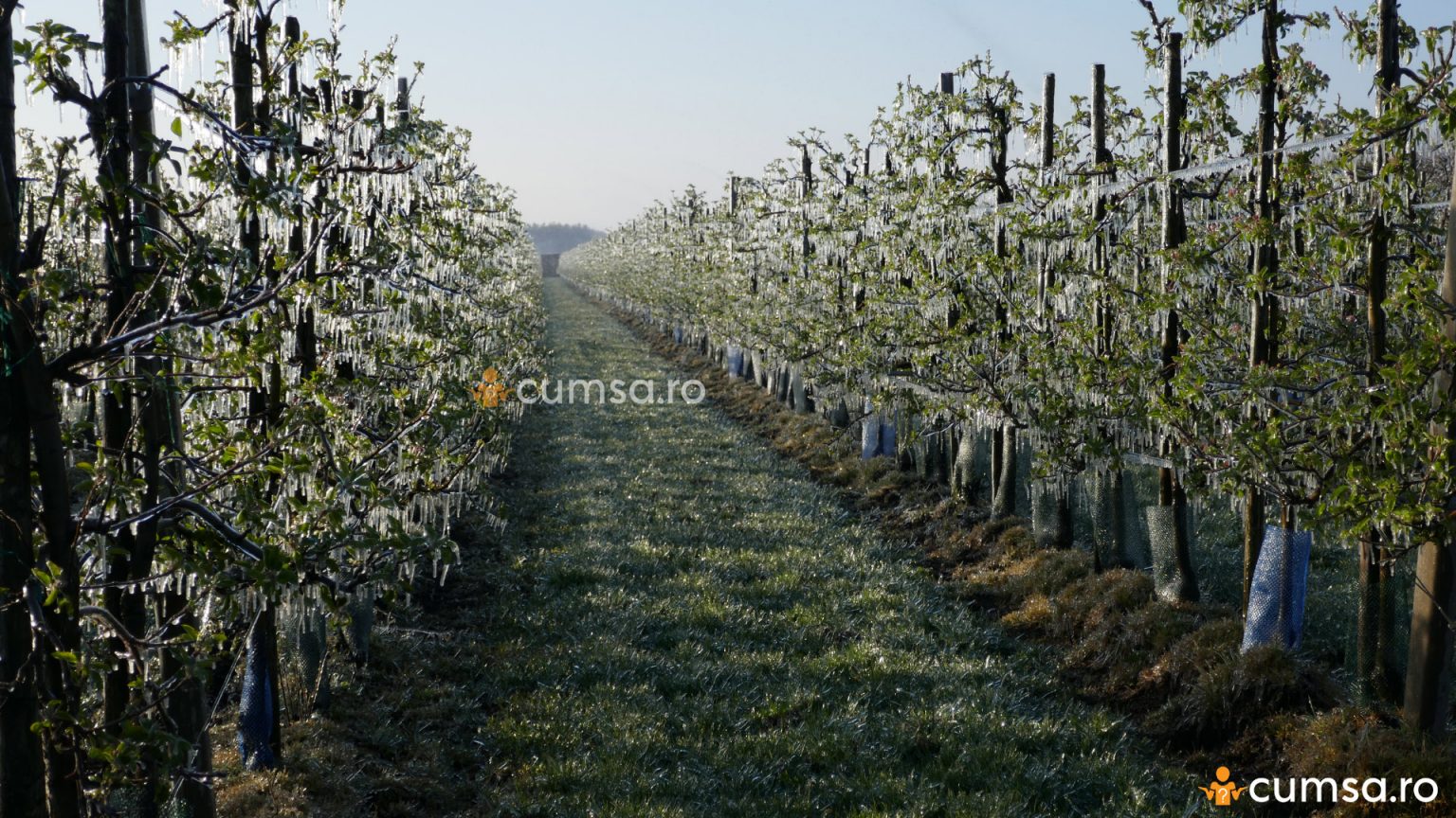 Calendar stropiri pomi fructiferi. Cum sa faci tratamentele in mod ...