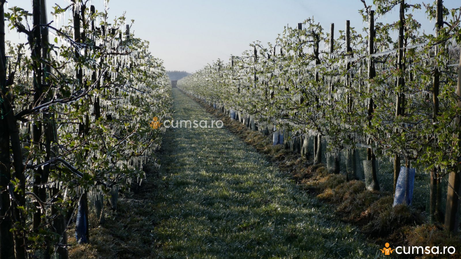 Calendar stropiri pomi fructiferi. Cum sa faci tratamentele in mod ...