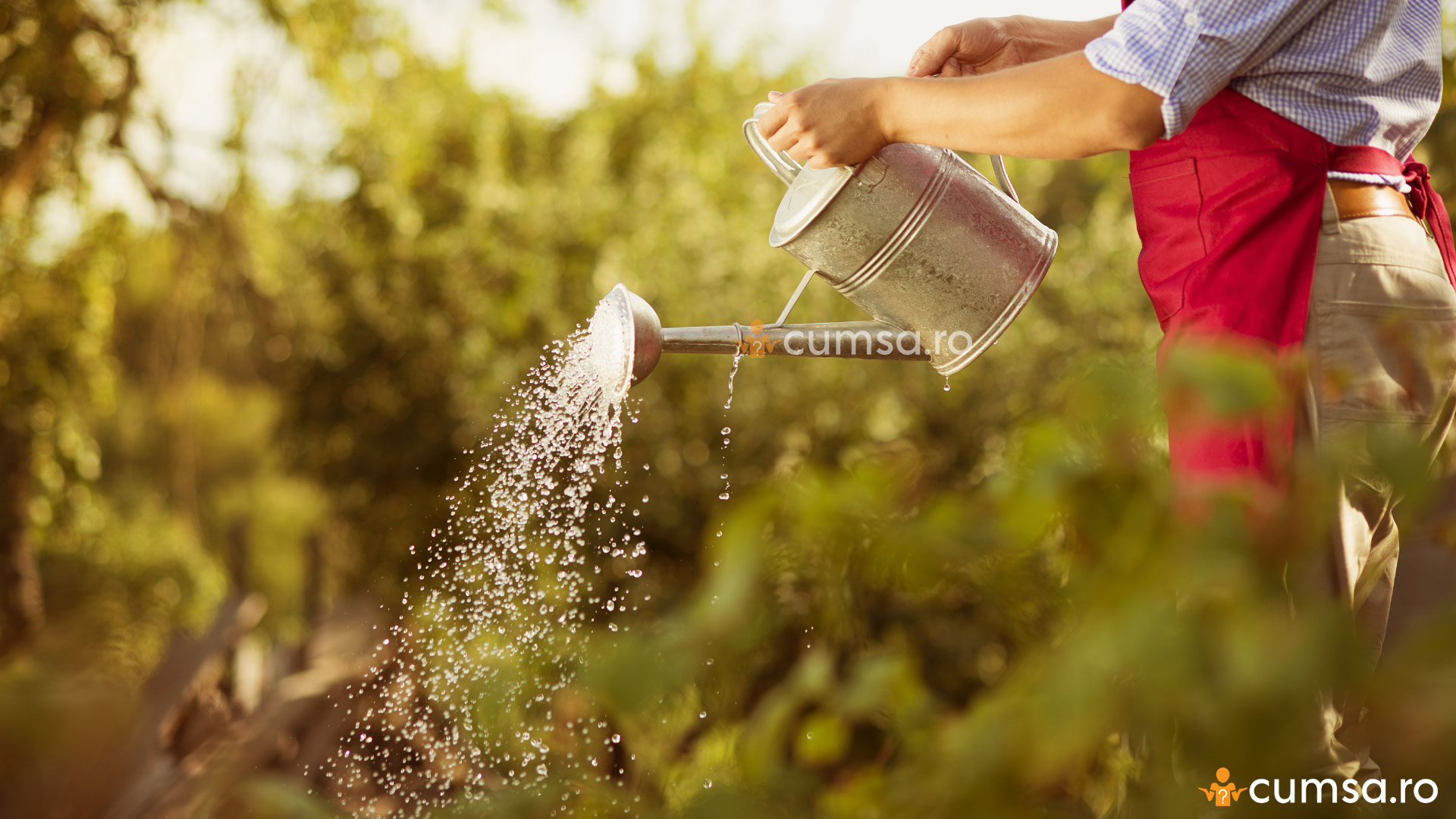 Cum sa faci ingrasamant natural pentru rosii - cumsa.ro