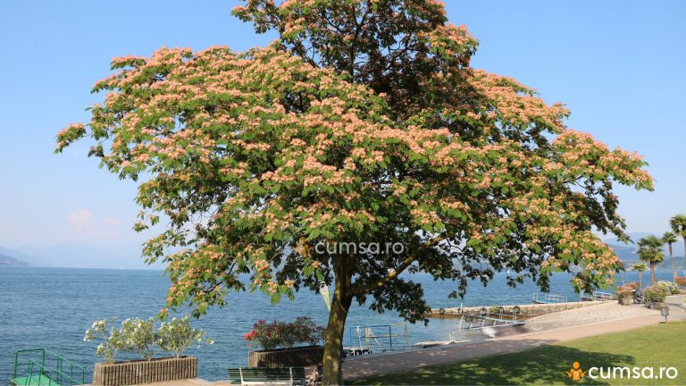 Arbore de matase. Cum sa plantezi si sa ingrijesti Albizia julibrissin ...