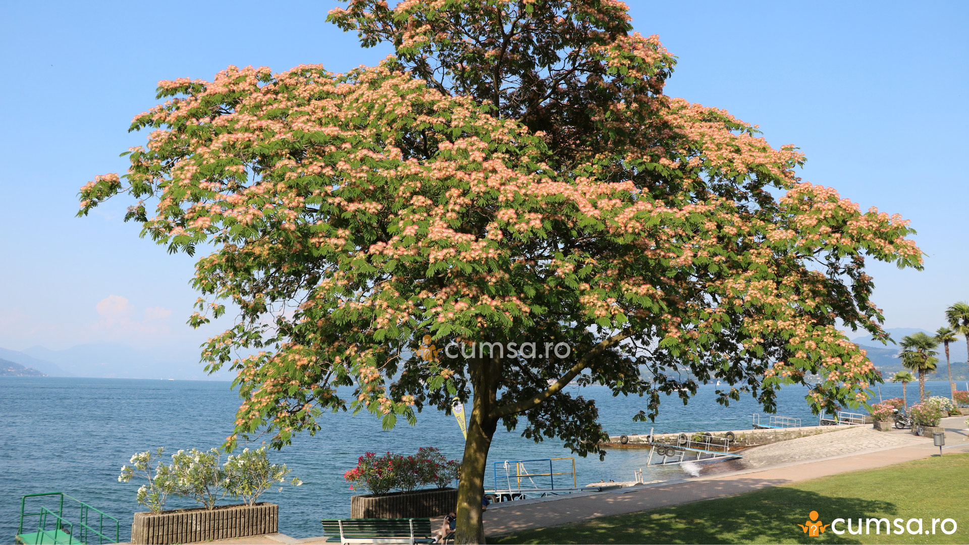 Arbore de matase. Cum sa plantezi si sa ingrijesti Albizia julibrissin ...