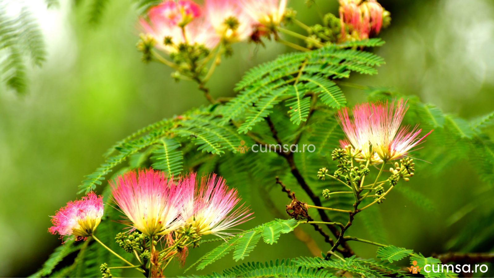 Arbore de matase. Cum sa plantezi si sa ingrijesti Albizia julibrissin ...