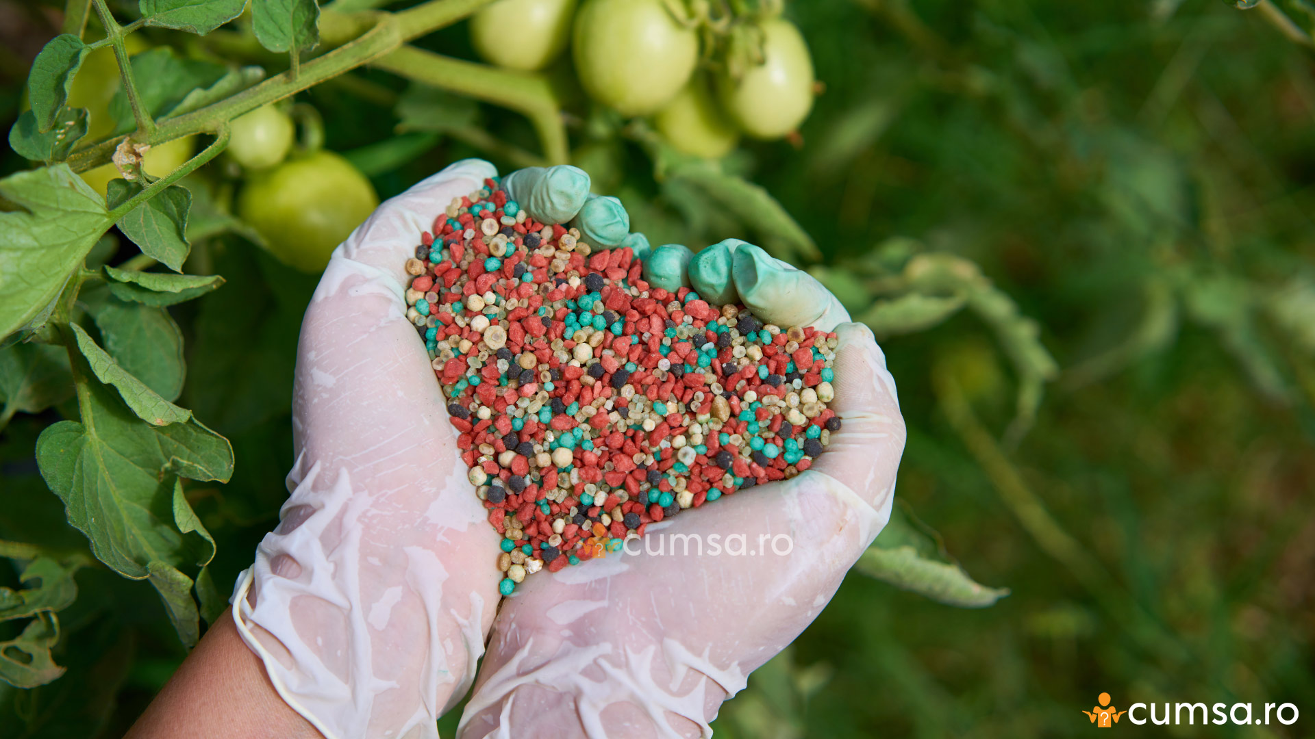 Cum sa folosesti azotat de calciu, un ingrasamant mineral pentru plante ...