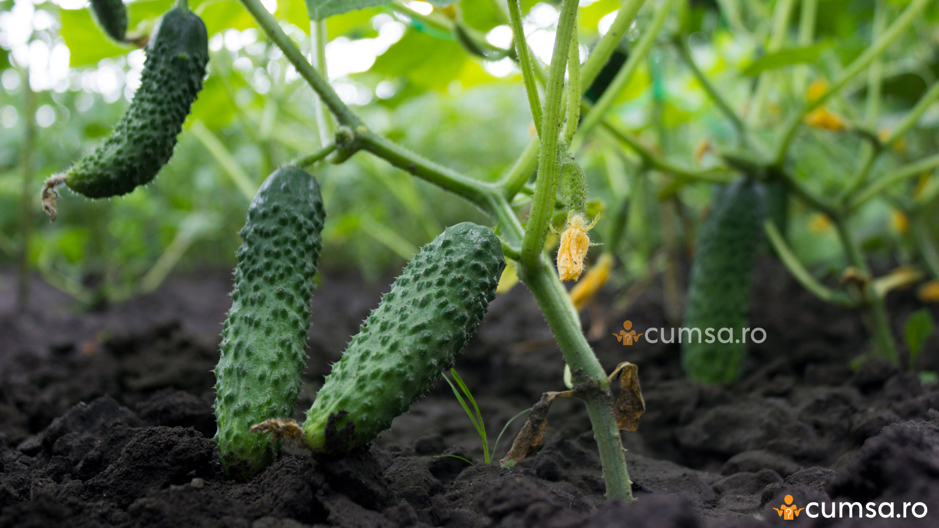 Cum sa previi amareala castravetilor din gradina ta - cumsa.ro