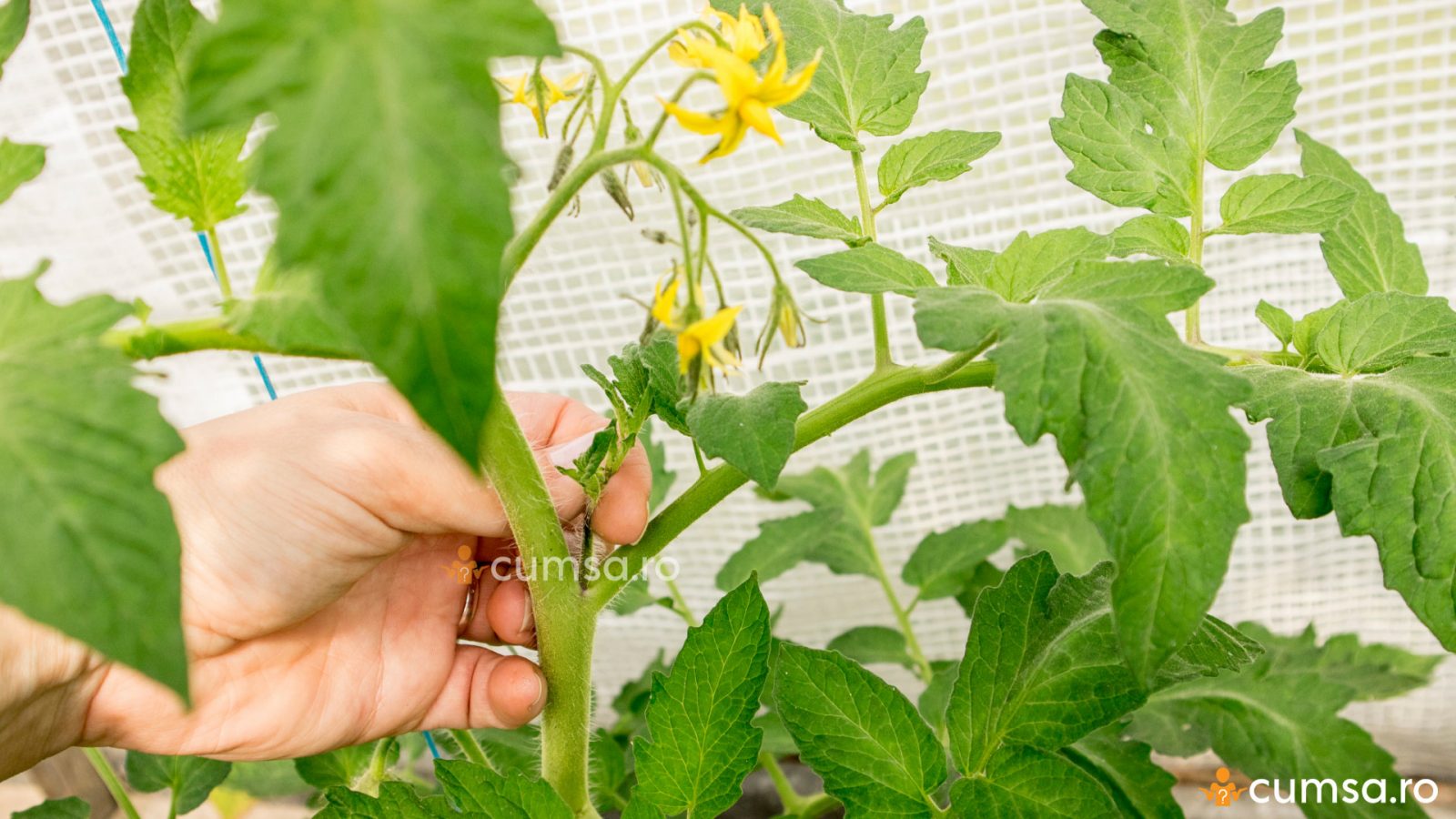 Cum sa faci copilirea rosiilor si cu ce le stropesti dupa acest proces ...