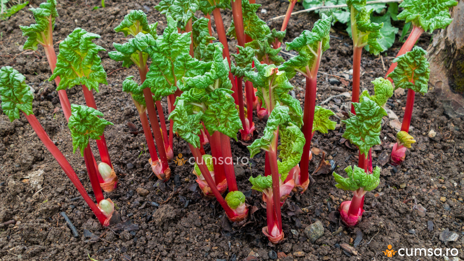 Cultivare rubarba. Cum sa cresti aceasta planta - cumsa.ro