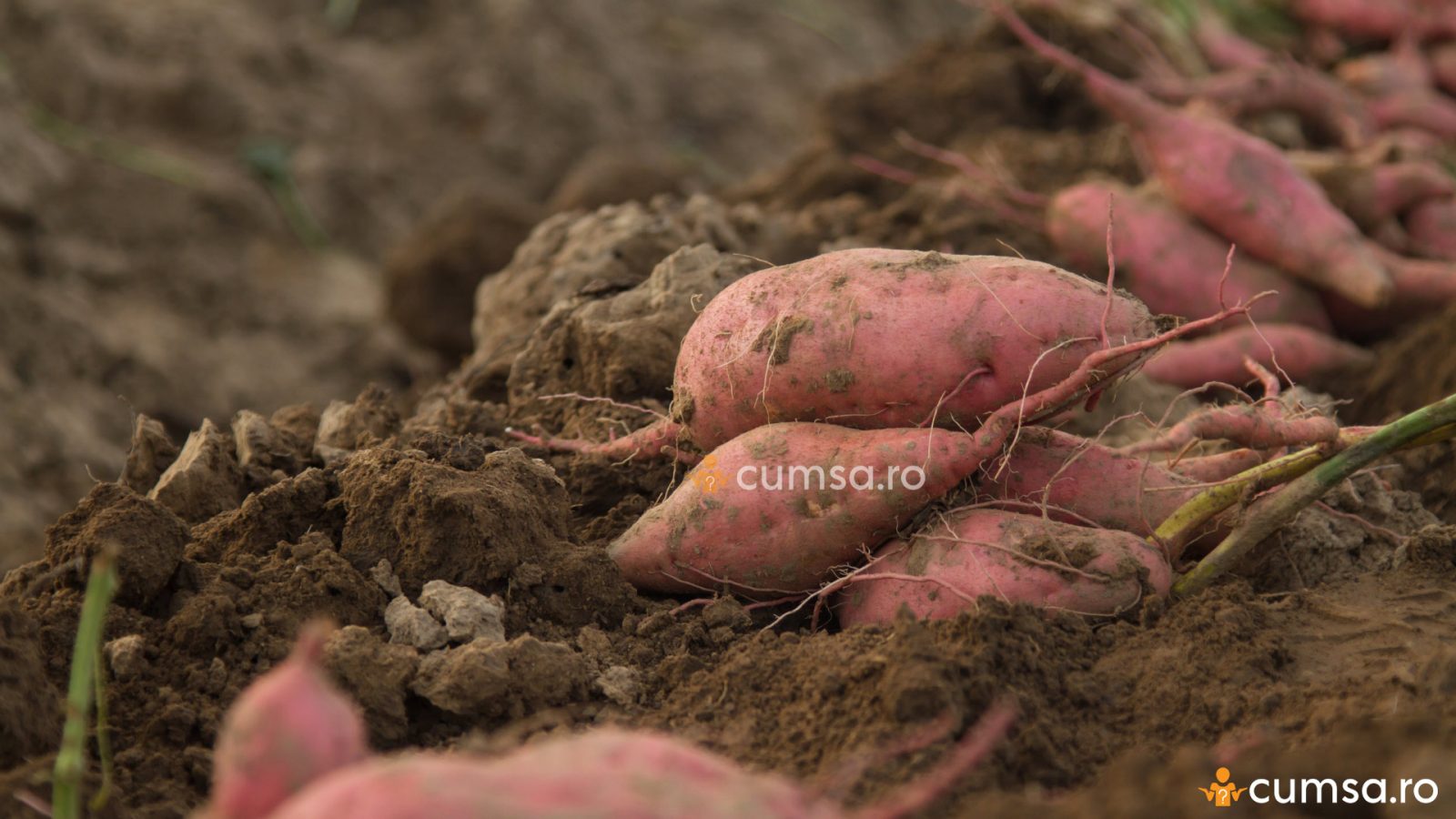 Cum sa cultivi cartofi dulci. Sfaturi utile despre plantare! - cumsa.ro