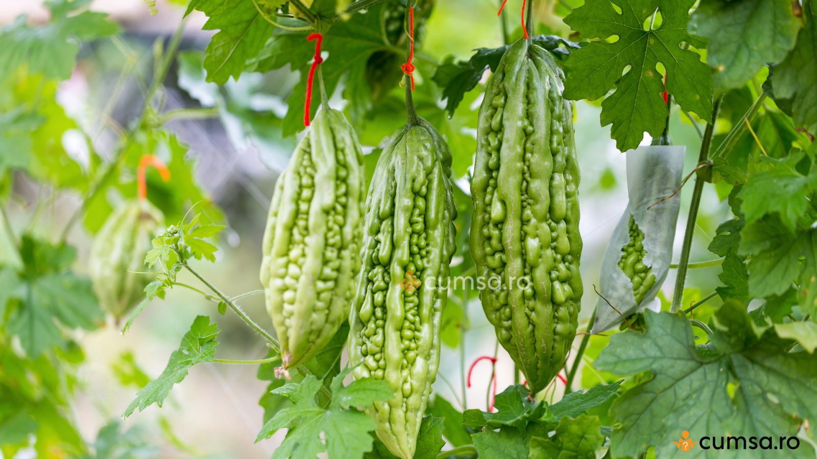 Cum sa cultivi castravete amar in gradina - cumsa.ro