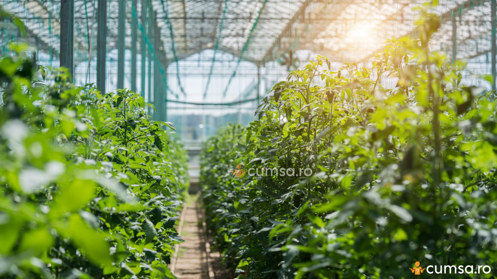 Aerisire solar. Cum sa o faci in mod corect pentru a nu afecta plantele ...