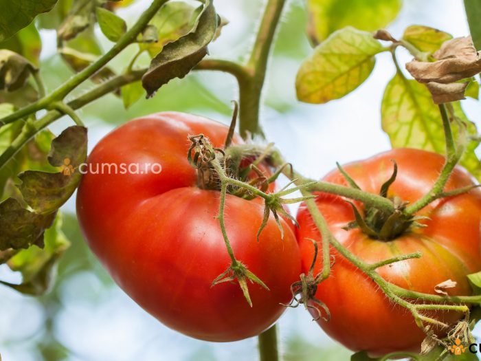 Cum sa tratezi rasucirea frunzelor la tomate. De ce se intampla? - cumsa.ro