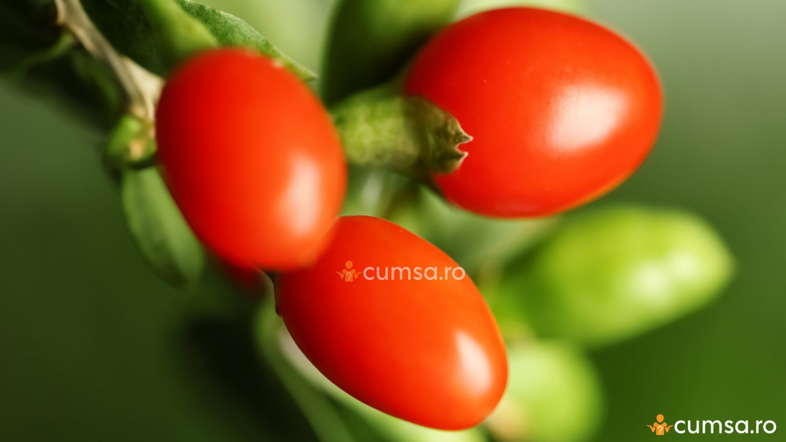 Cum sa cultivi plante, fructe sau legume exotice in Romania - cumsa.ro